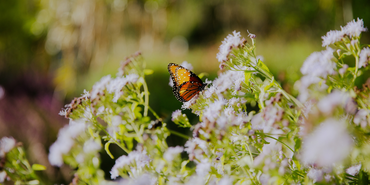 MC_Request Form - Tohono Chul - Tucson, AZ