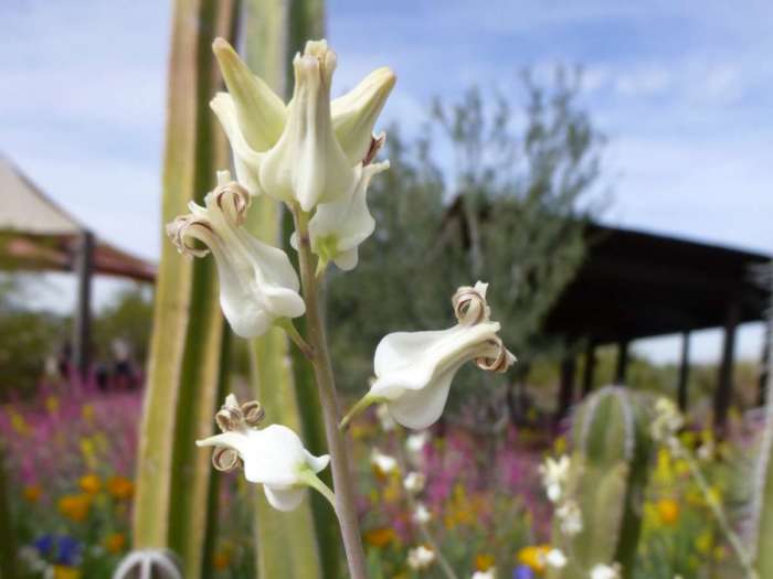 In Bloom at Tohono Chul - Tohono Chul - Tucson, AZ