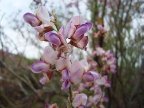 Events from December 3 – December 12 – Tohono Chul