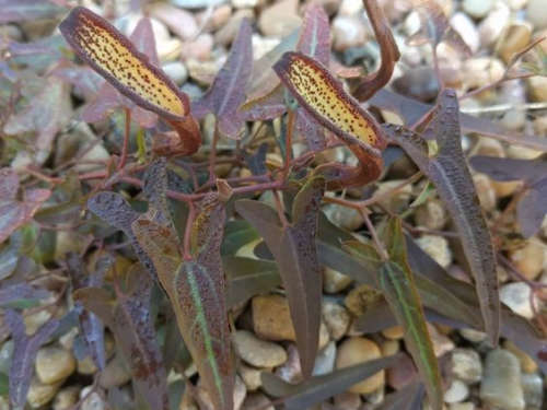 In Bloom at Tohono Chul - Tohono Chul - Tucson, AZ