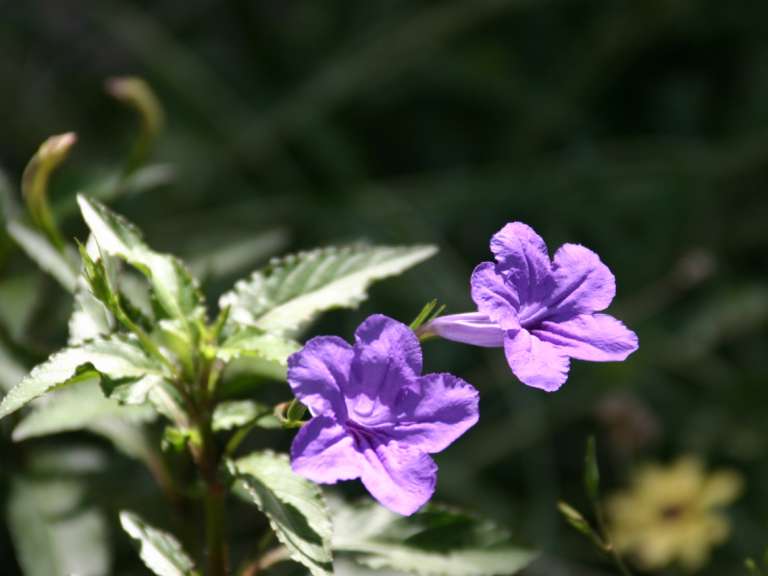 In Bloom at Tohono Chul - Tohono Chul - Tucson, AZ