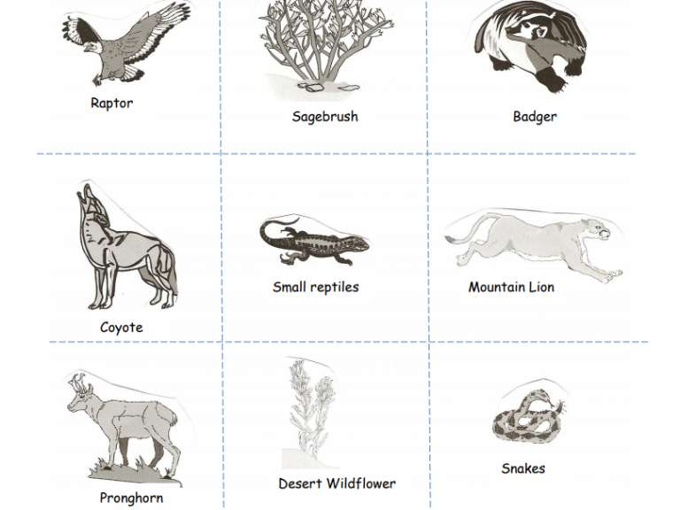 Food Chain - Tohono Chul - Tucson, AZ