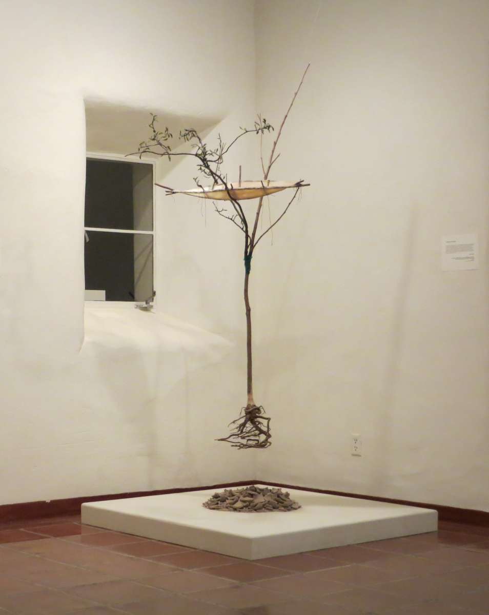 Trees - Tohono Chul - Tucson, AZ