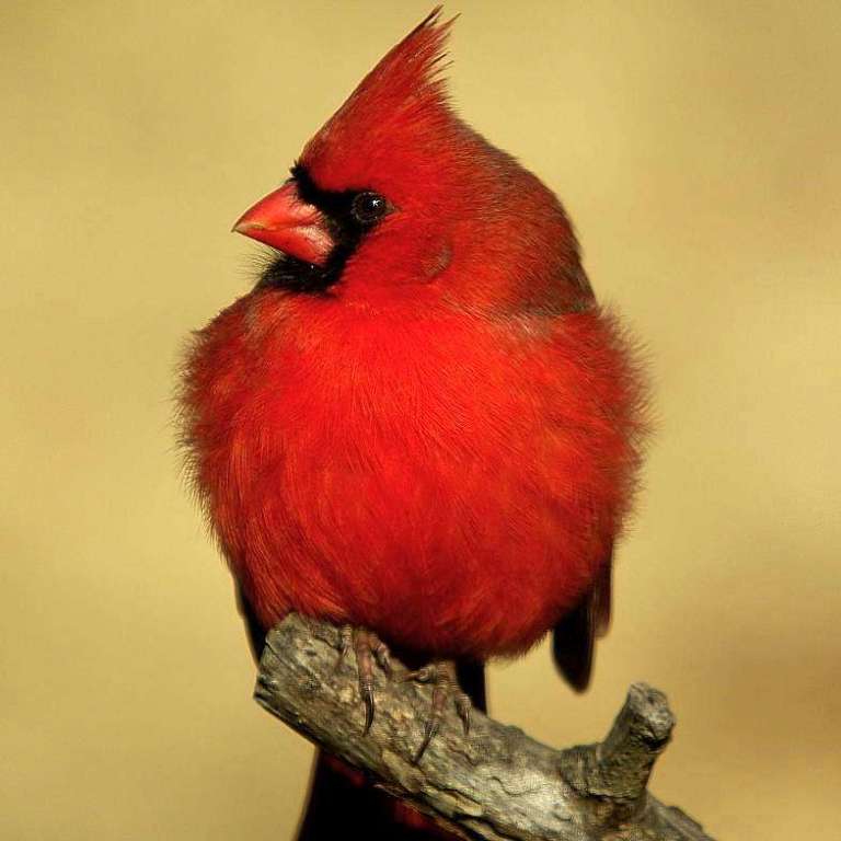 Birds In Our Backyard - Tohono Chul - Tucson, AZ