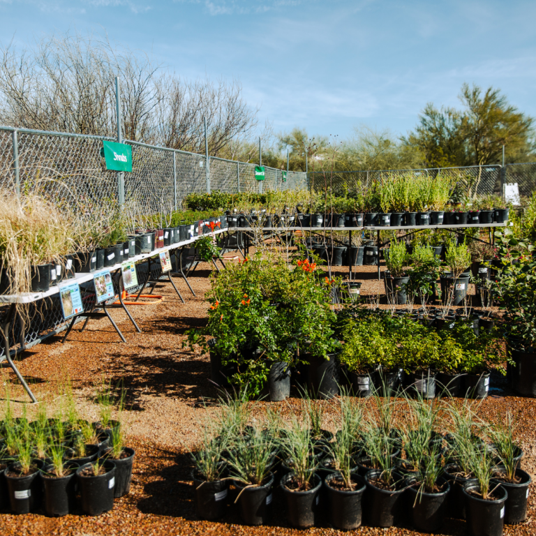 Spring Plant Sale - Tohono Chul - Tucson, AZ