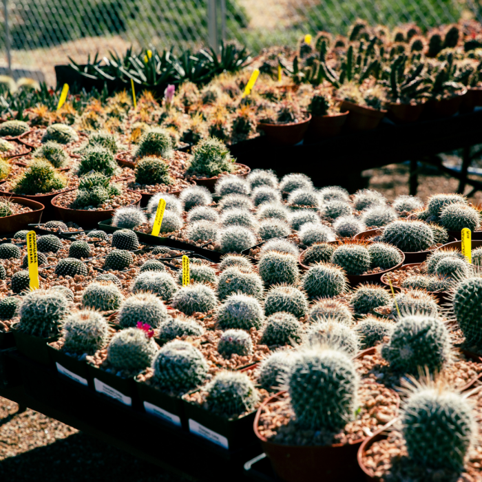 Spring Plant Sale - Tohono Chul - Tucson, AZ