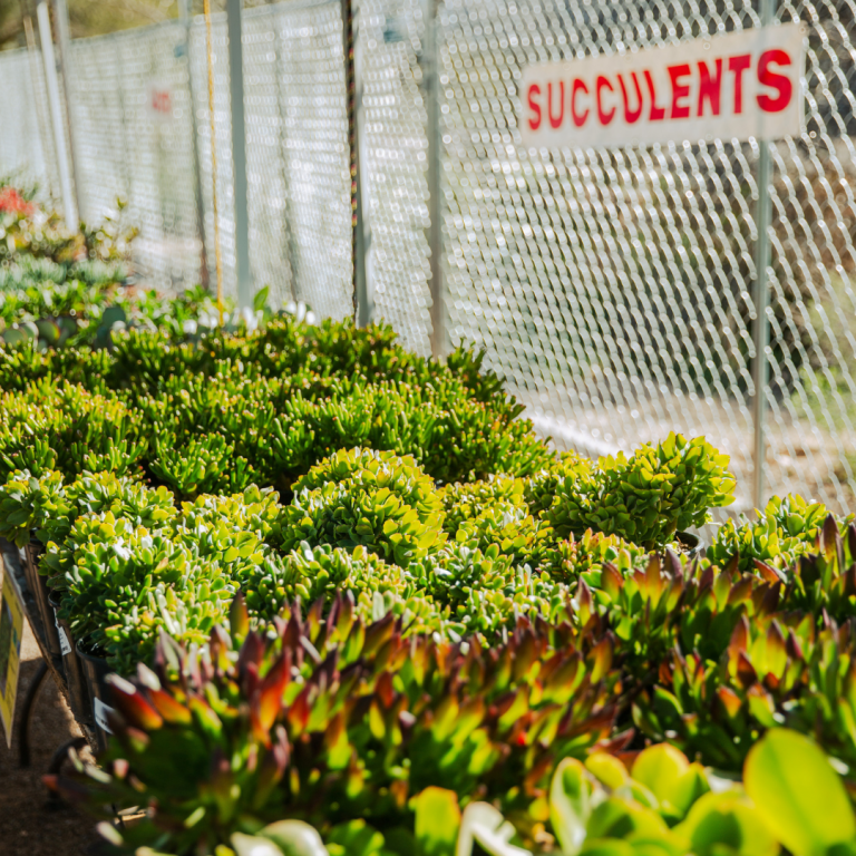 Spring Plant Sale - Tohono Chul - Tucson, AZ
