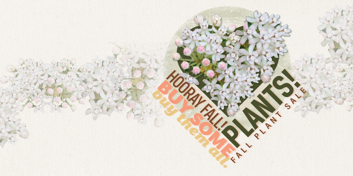 Tohono Chul | Botanical Gardens & Galleries | Tucson AZ