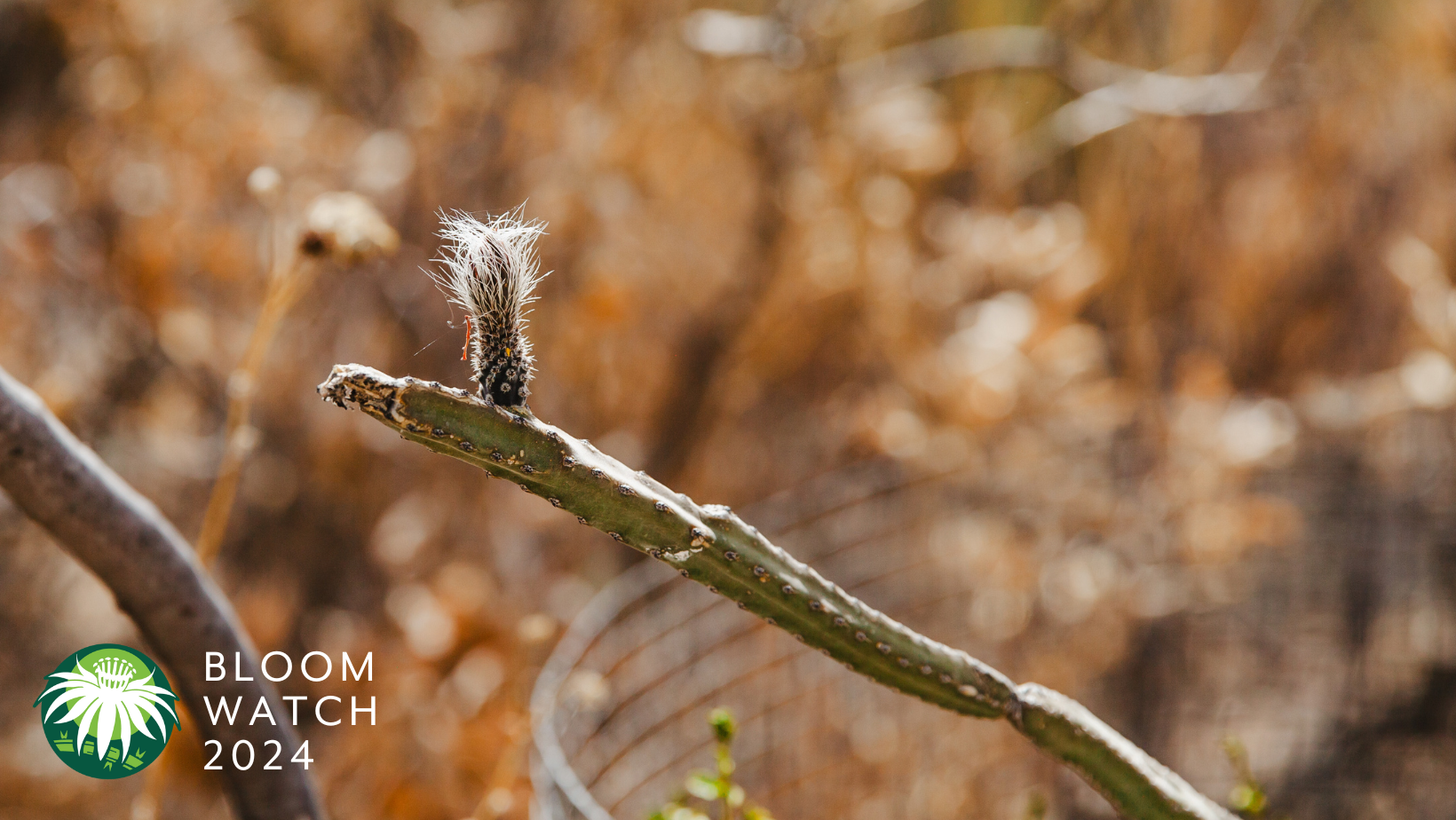 Bloom Watch 2024 - Tohono Chul - Tucson, AZ