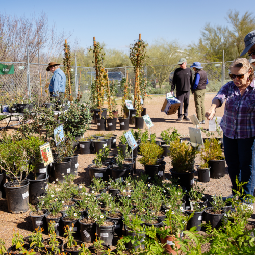 Tohono Chul Fall Plant Sale 2025 - Tohono Chul - Tucson, AZ