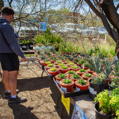 Tohono Chul Fall Plant Sale 2025 - Tohono Chul - Tucson, AZ