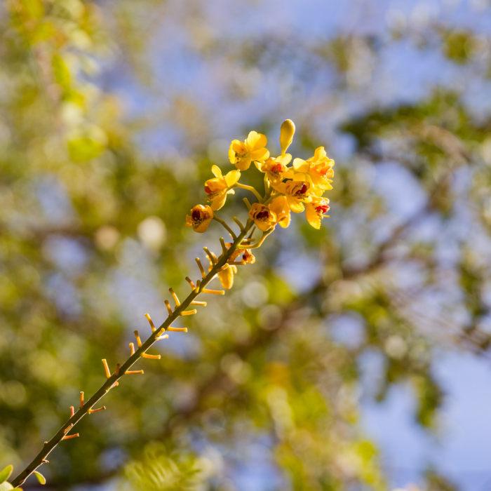 Spring Plant Sale - Tohono Chul - Tucson, AZ