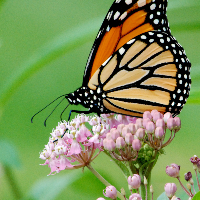 Spring Plant Sale - Tohono Chul - Tucson, AZ