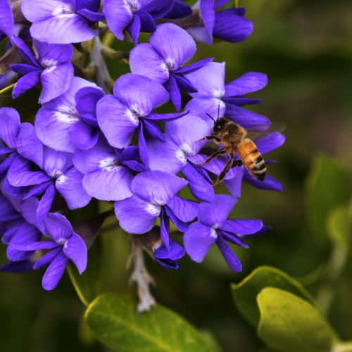 Spring Plant Sale - Tohono Chul - Tucson, AZ