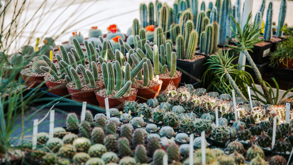 Spring Plant Sale - Members' Sale - Tohono Chul