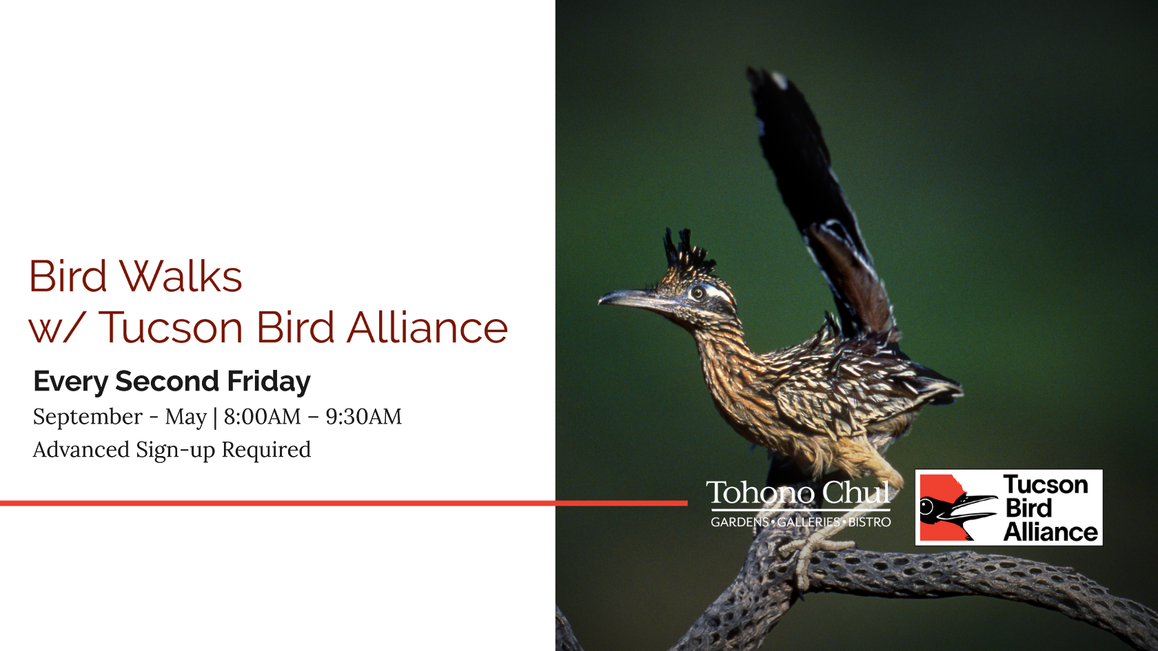 Bird Walk with Tucson Bird Alliance - Tohono Chul