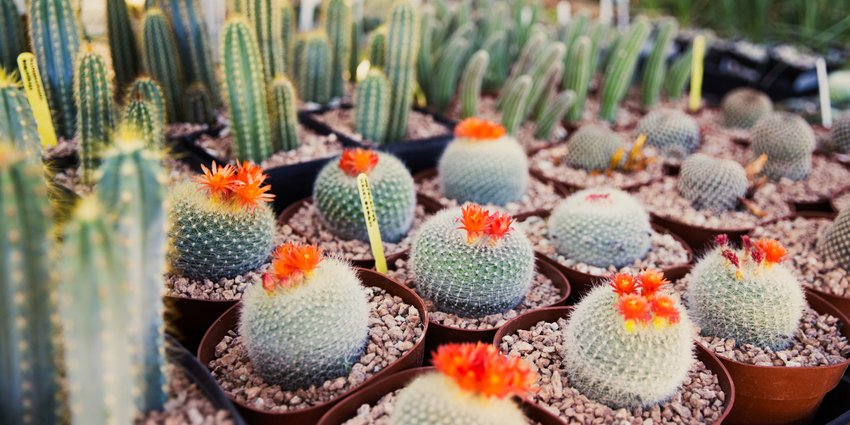 Tohono Chul | Botanical Gardens & Galleries | Tucson AZ